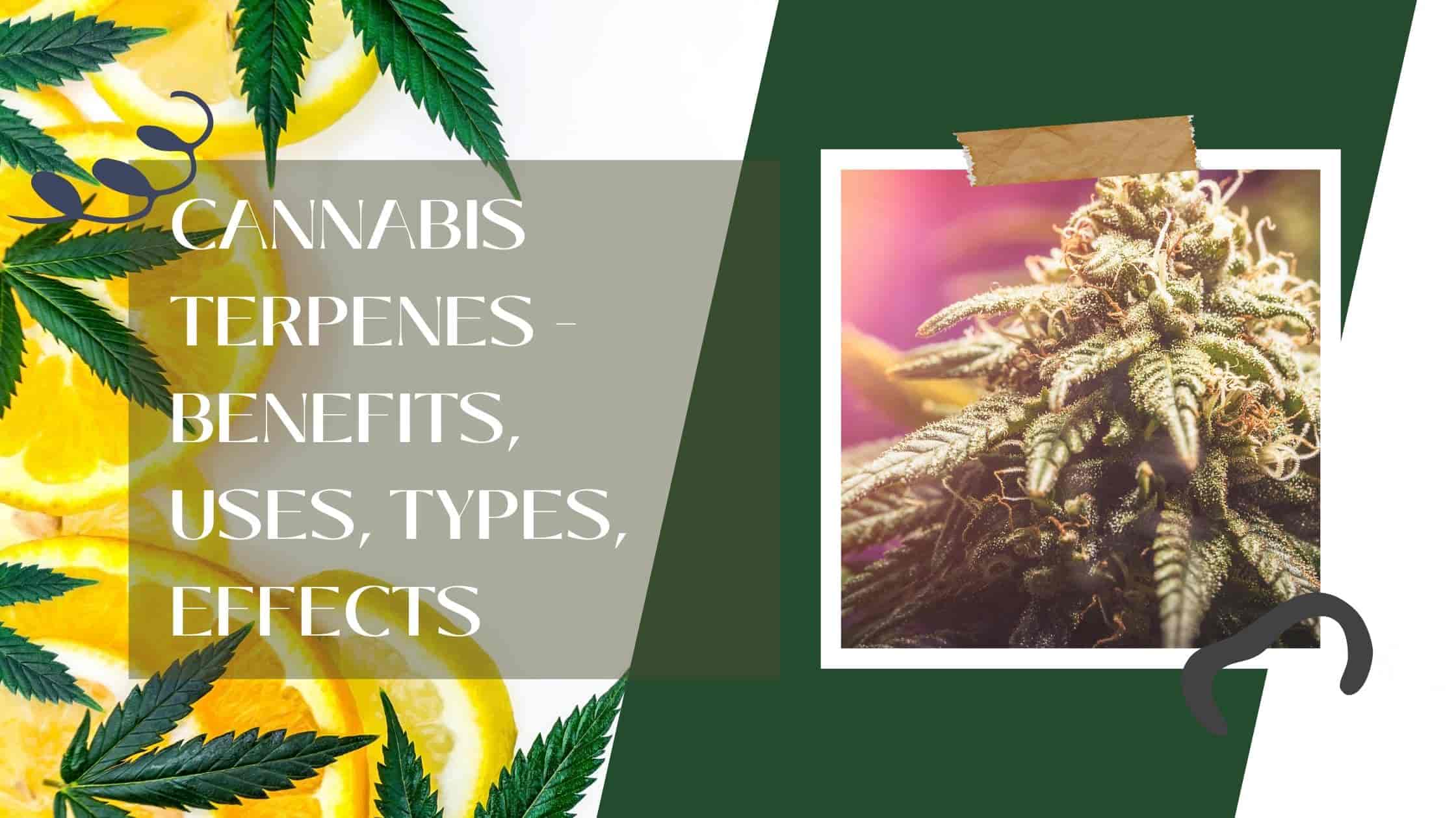 Cannabis Terpenes - Benefits, Uses, Types, Effects | SmokingSkunk