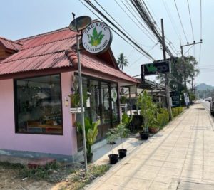 Organic Cannabis Farm Lamai Beach Ko Samui - Cannabis Dispensaries in ...